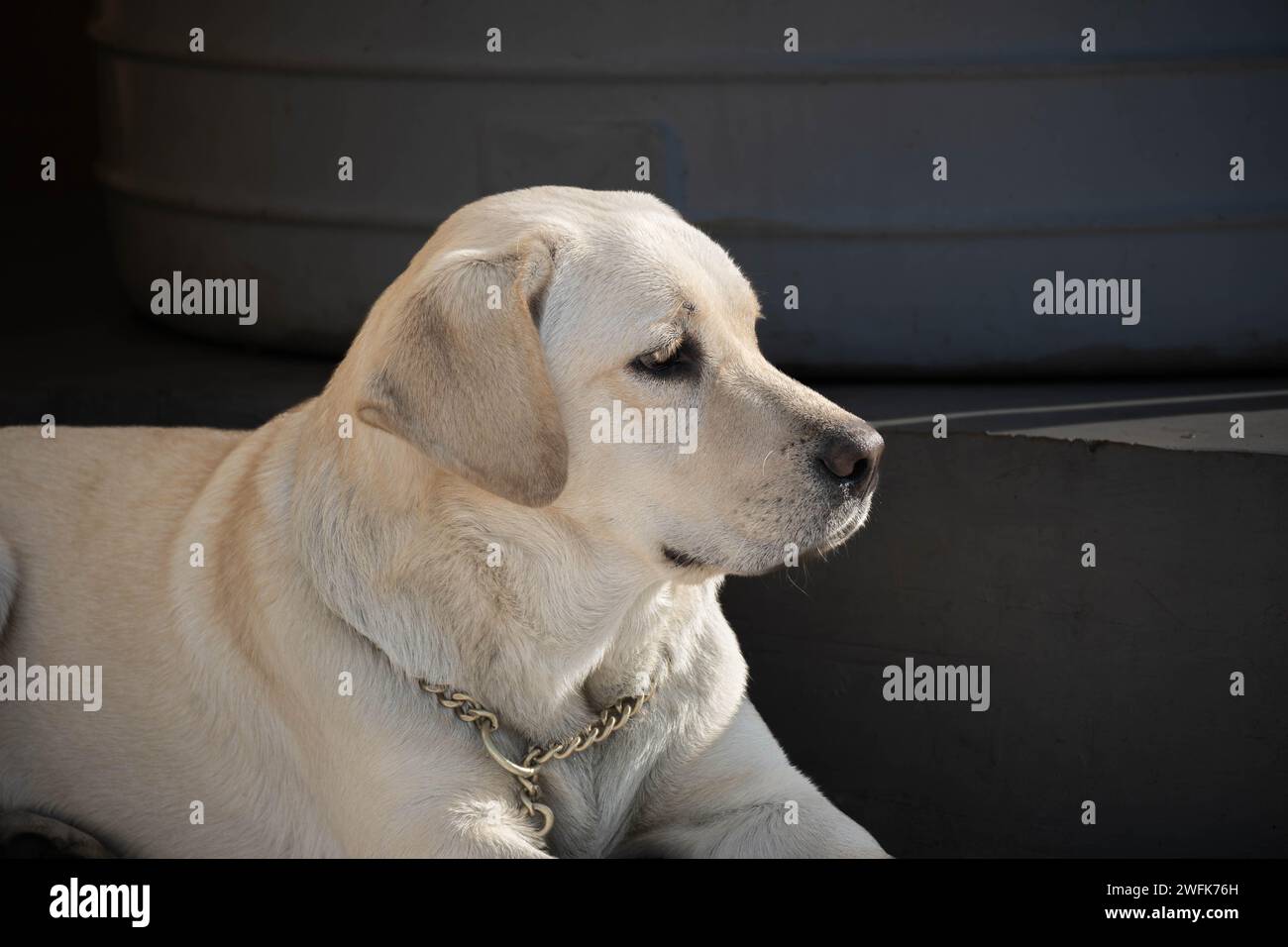 St john's water dogs hi-res stock photography and images - Alamy