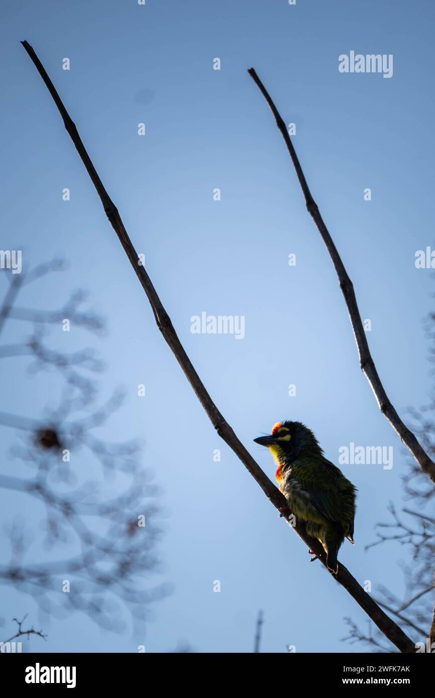 Coppersmiths barbet hi-res stock photography and images - Alamy