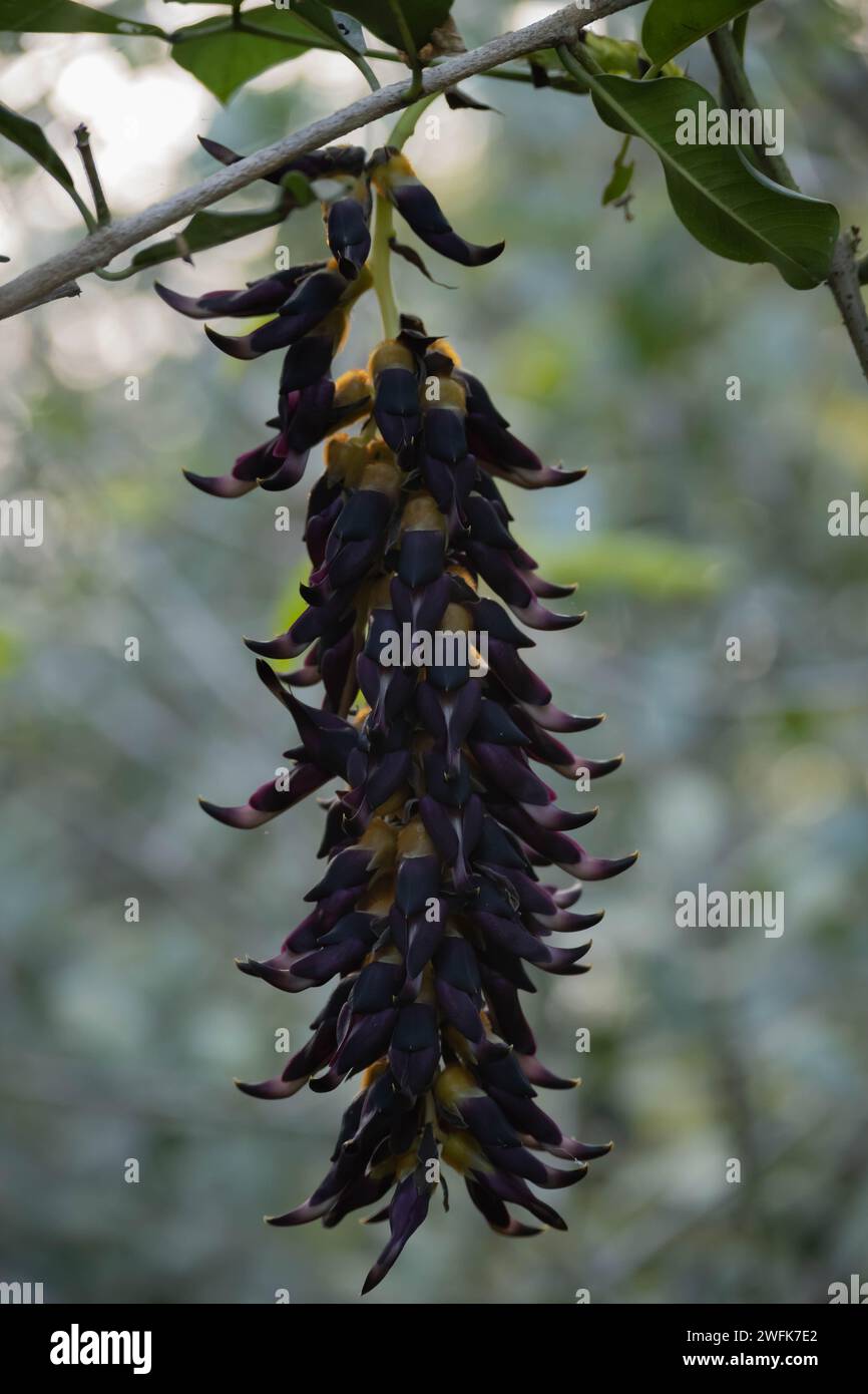 Koro bean hi-res stock photography and images - Alamy