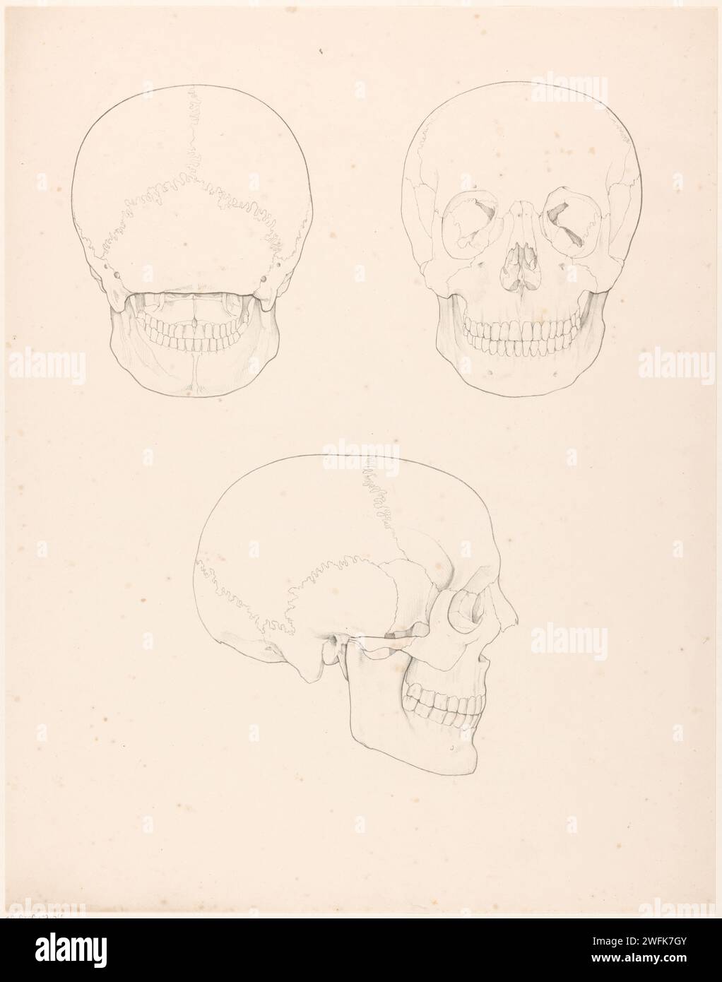 Skull sideview hi-res stock photography and images - Alamy