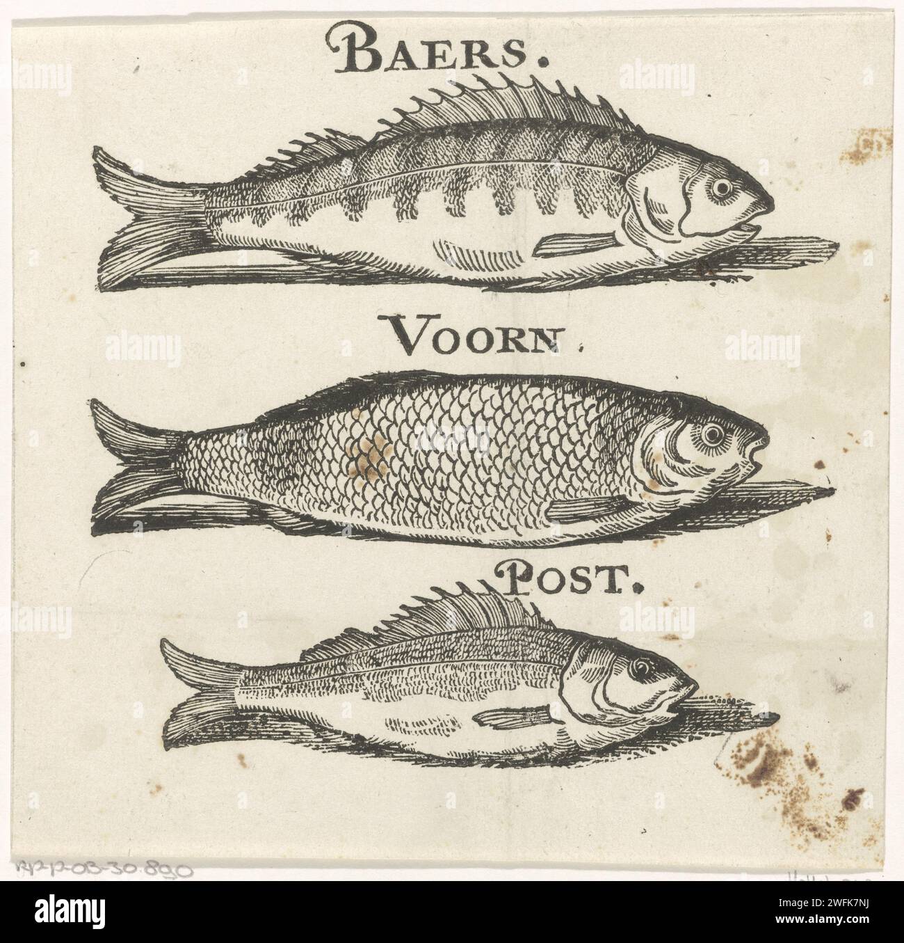 Baars, a roach and a pos, Isaac Vincentz. van der Vinne, c. 1681 - 1740 ...