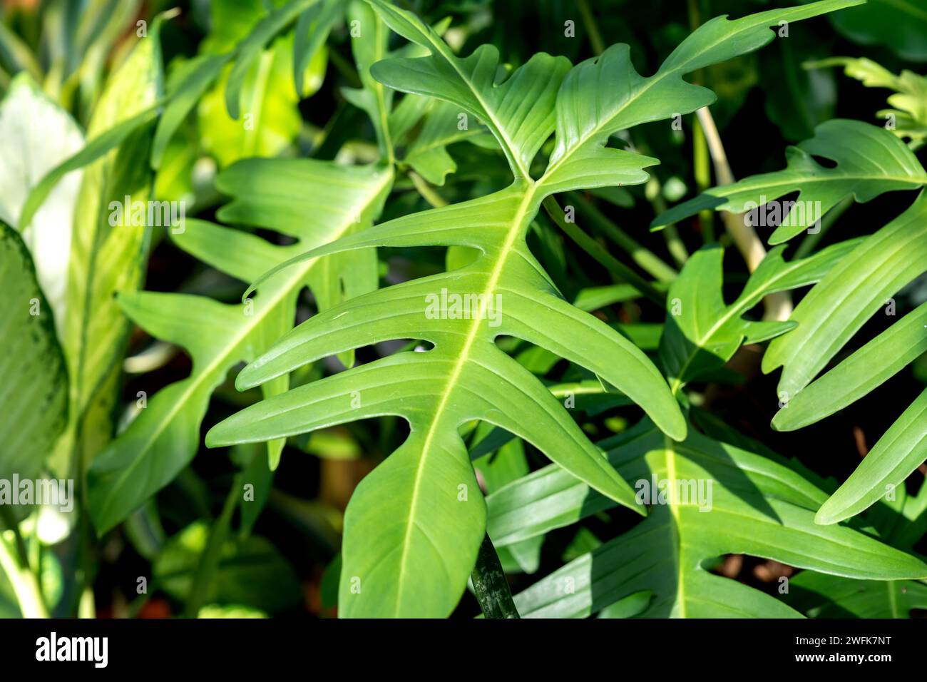 Philodendron leaf hi-res stock photography and images - Alamy