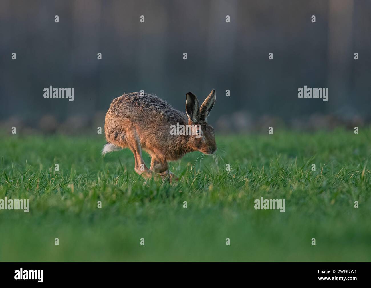 A Brown Hare ( Lepus europaeus) accelerating across the farmers crop ...