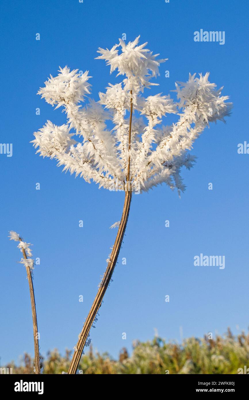 Ice flower hi-res stock photography and images - Alamy