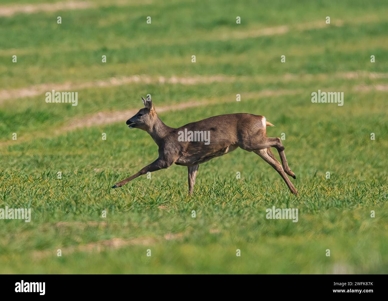 Roe deer damage hi-res stock photography and images - Alamy