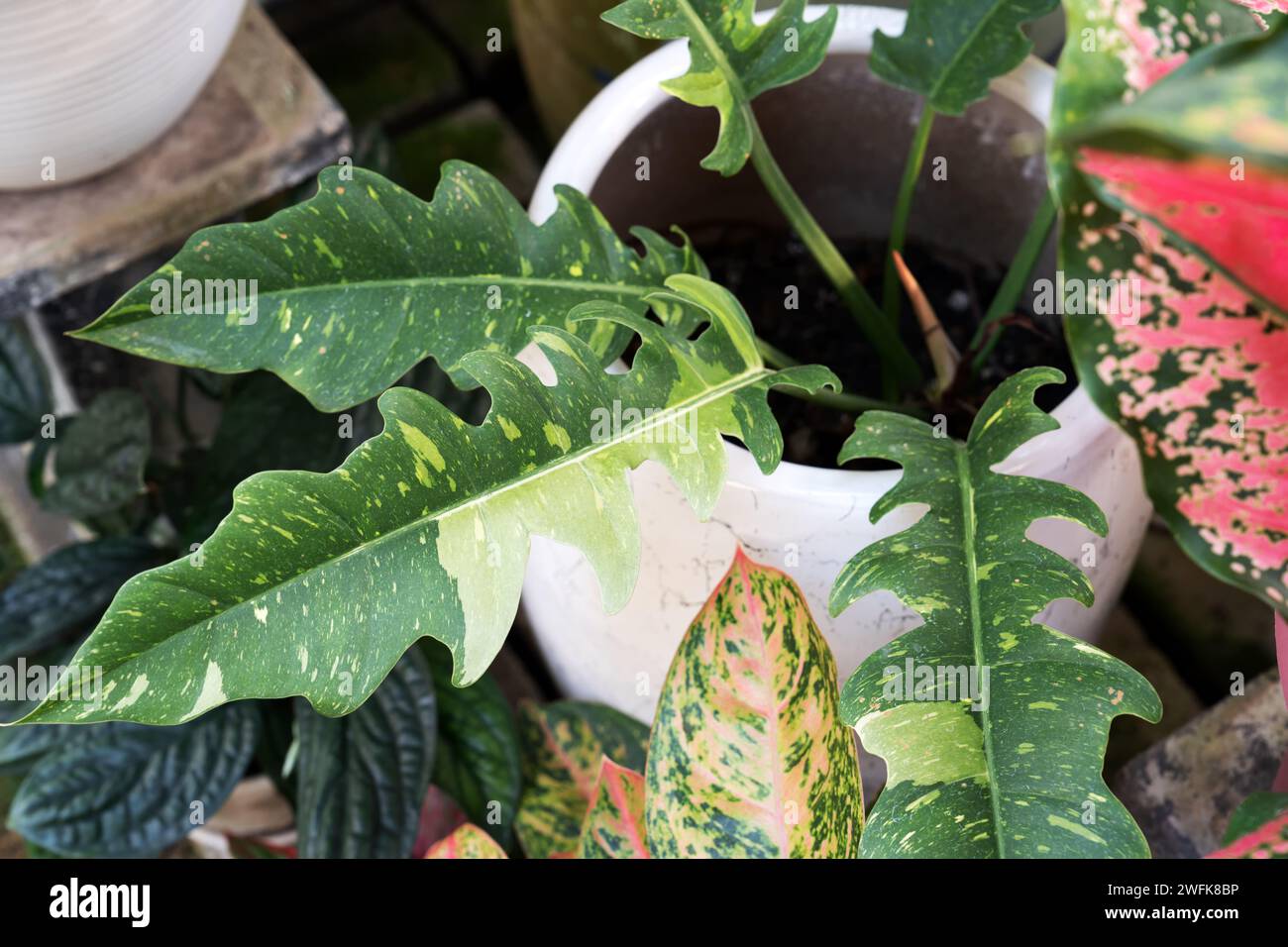 Philodendron Jungle Boogie or also known as Ring of Fire variegated ...