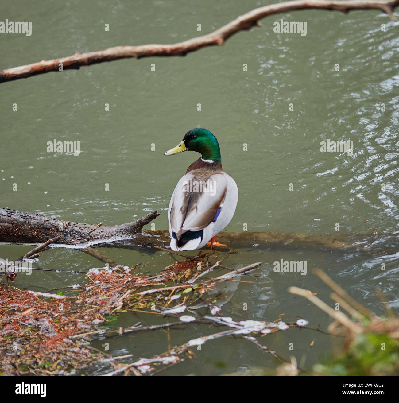 Male mallard perched on a tree branch above the water Stock Photo - Alamy