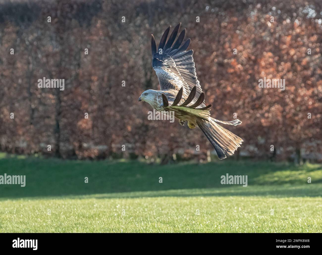 Predator prey interaction hi-res stock photography and images - Alamy