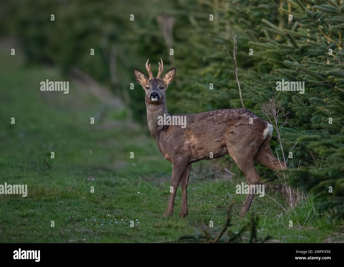Roe deer feeding uk trees hi-res stock photography and images - Alamy