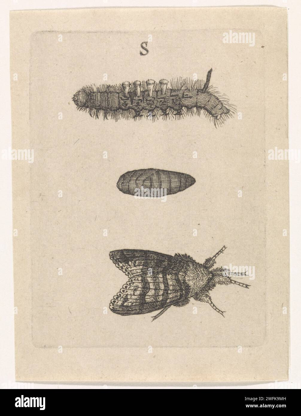 Rups, Cocon and Mot, Johannes Goedaert, 1662 - 1667 print A caterpillar ...
