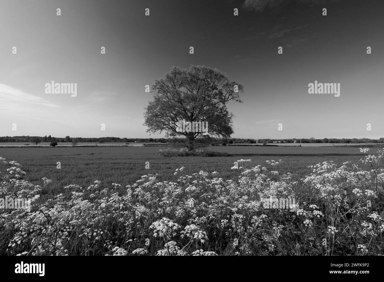 Summer landscape over an Oak tree near Thurne village, Norfolk Broads ...