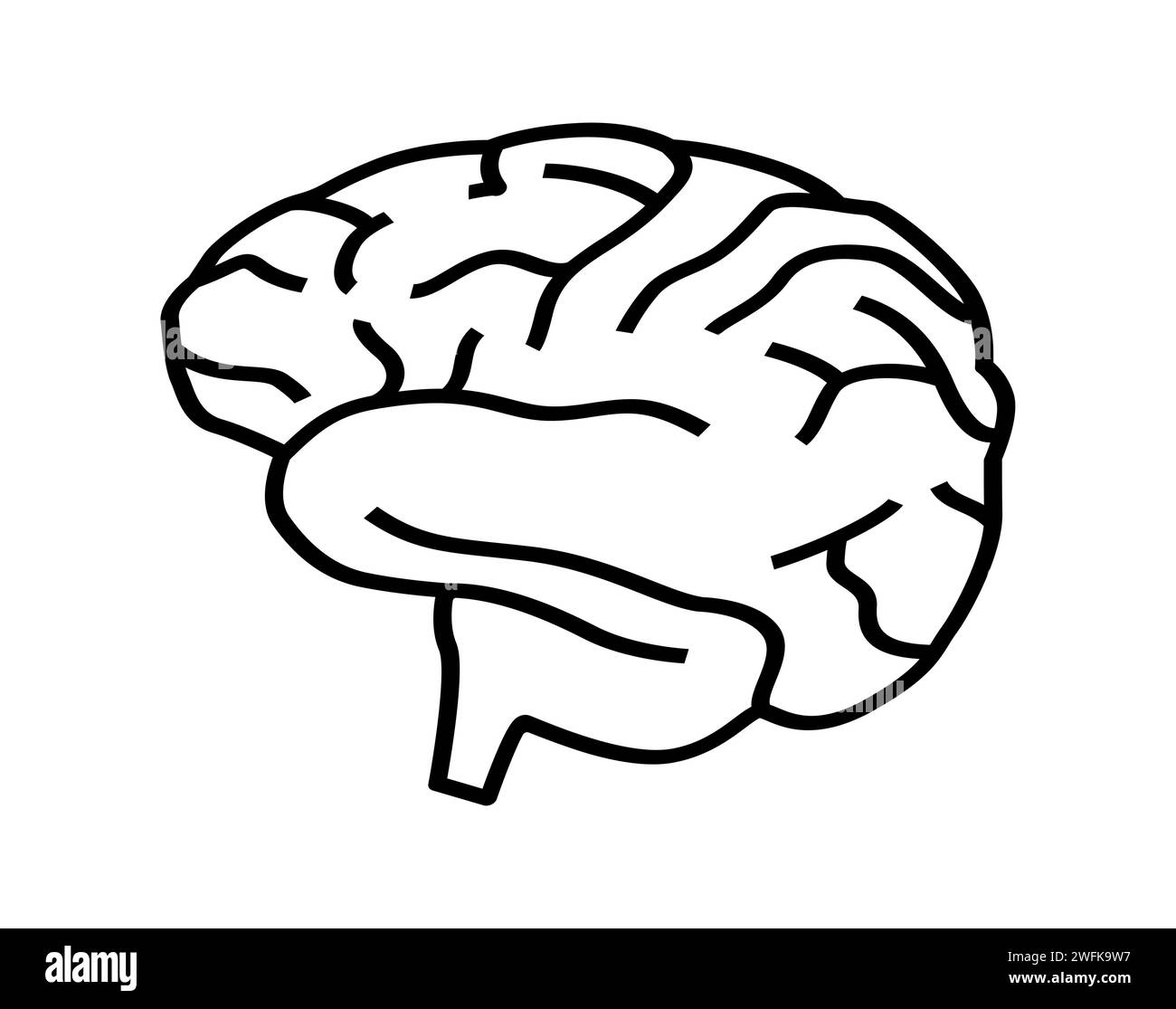 Brain with convolutions outline. Anatomical symbol of intelligence ...