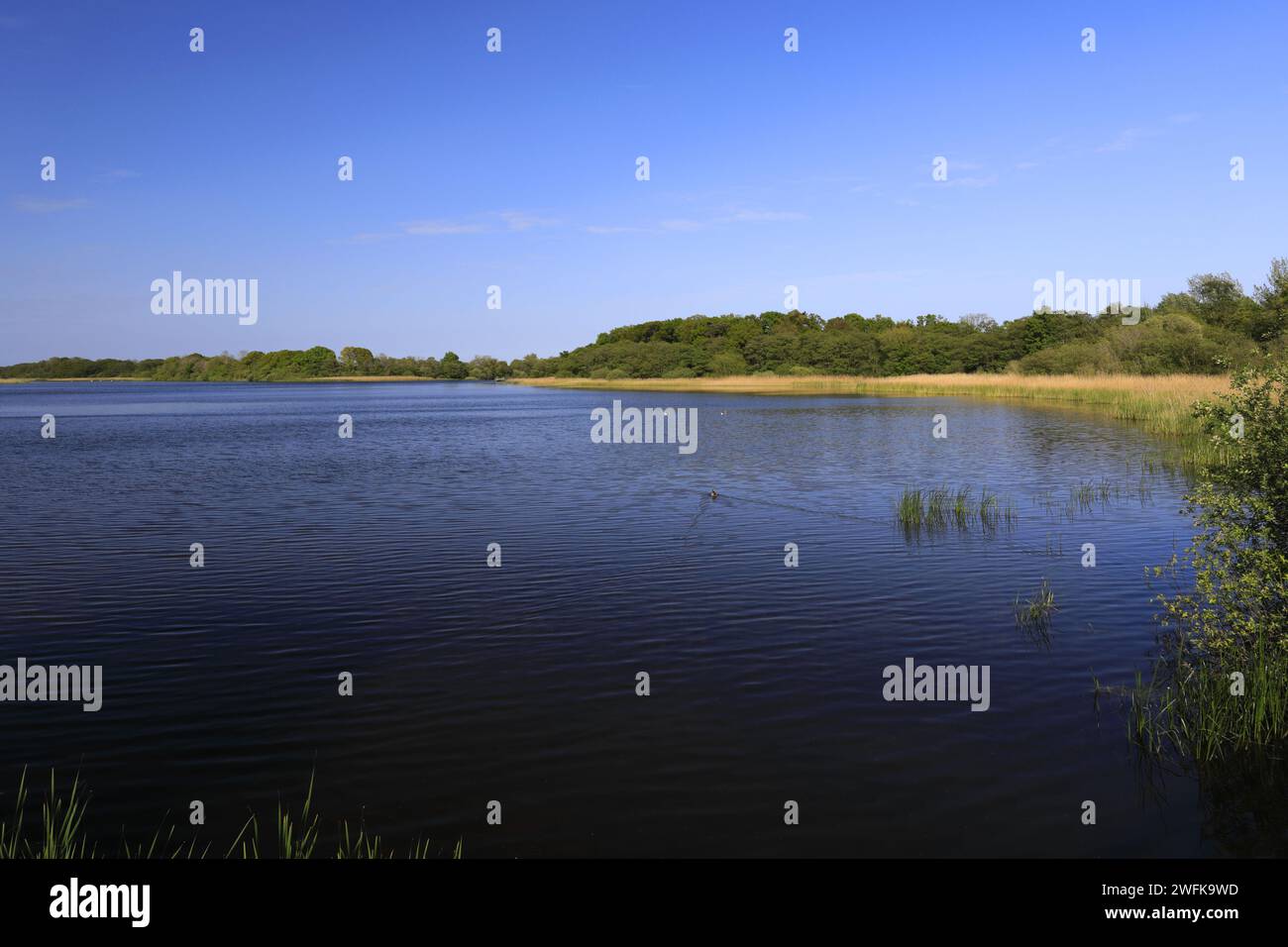 Summer view over Filby Broad, Norfolk Broads National Park, England, UK ...