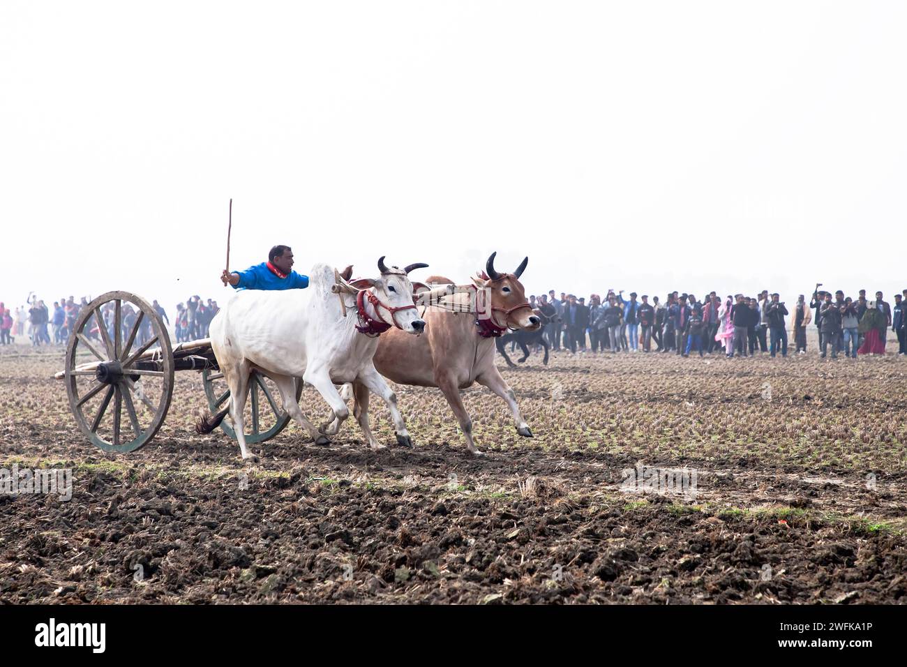 Bullock-carts traditional racing competition at a rural area in Jessore ...
