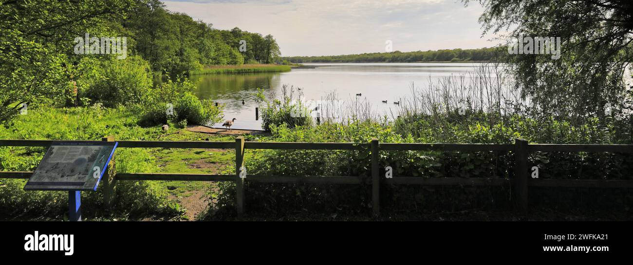 Summer view over Rollesby Broad, Norfolk Broads National Park, England ...
