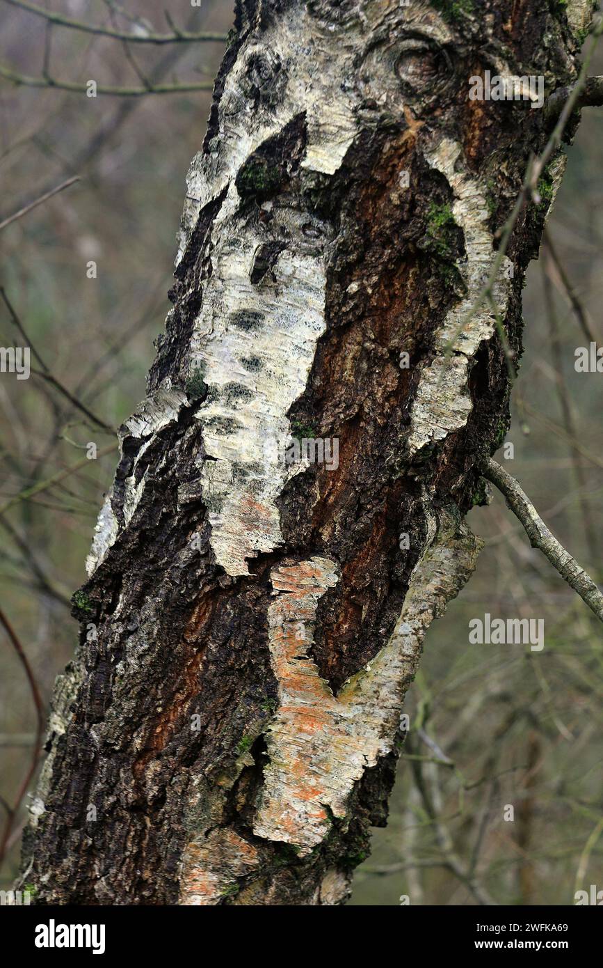 silver birch bark winter 2024. January Stock Photo - Alamy
