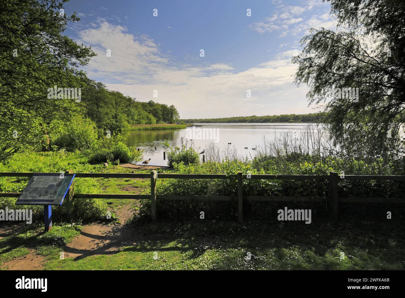 Summer view over Rollesby Broad, Norfolk Broads National Park, England ...