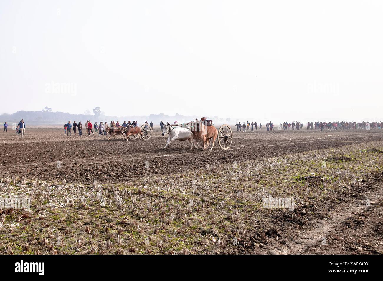 Bullock-carts traditional racing competition at a rural area in Jessore ...