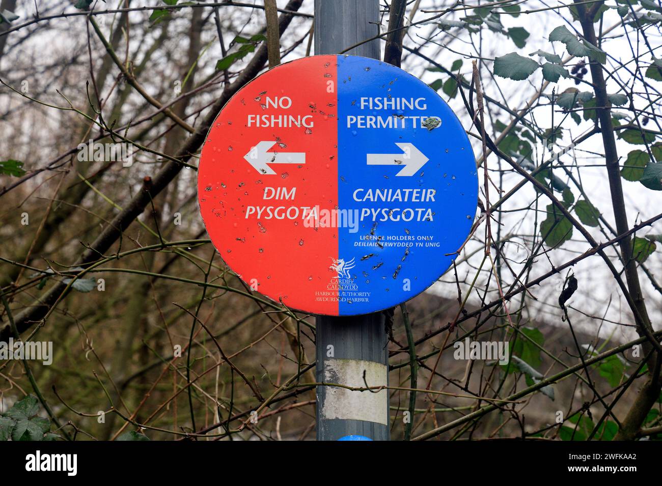 Permit fish hi-res stock photography and images - Alamy