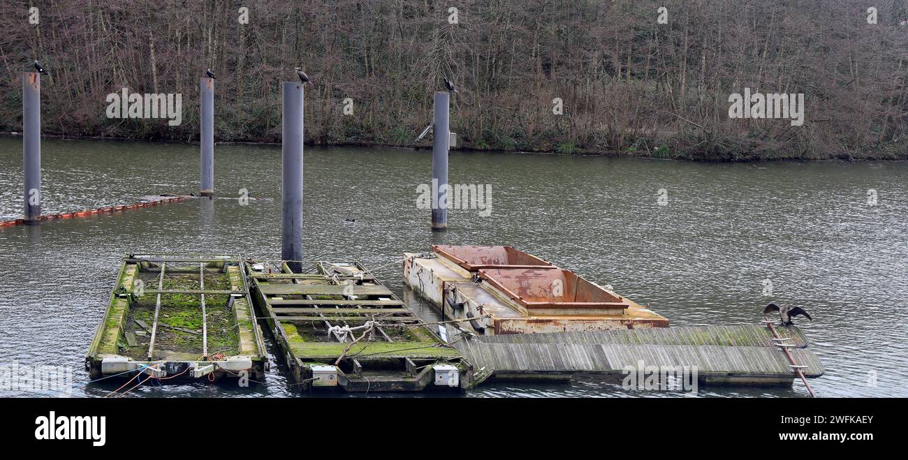 Five cormorants on posts and on decking, with derelict barges, river ...