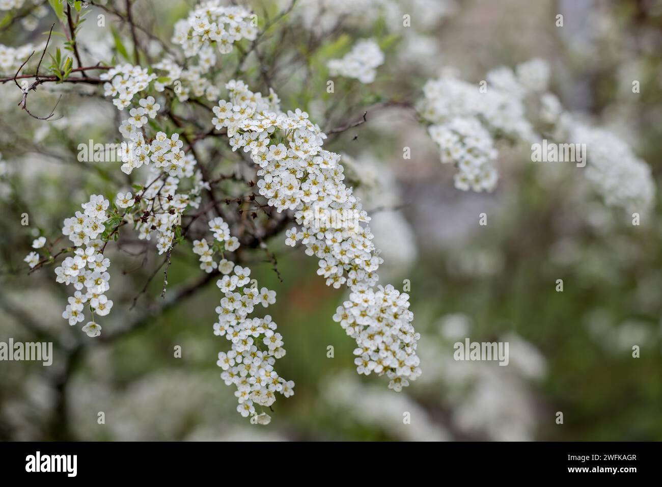 Cherry blossom plant with common name wild cherry, sweet cherry, gean ...