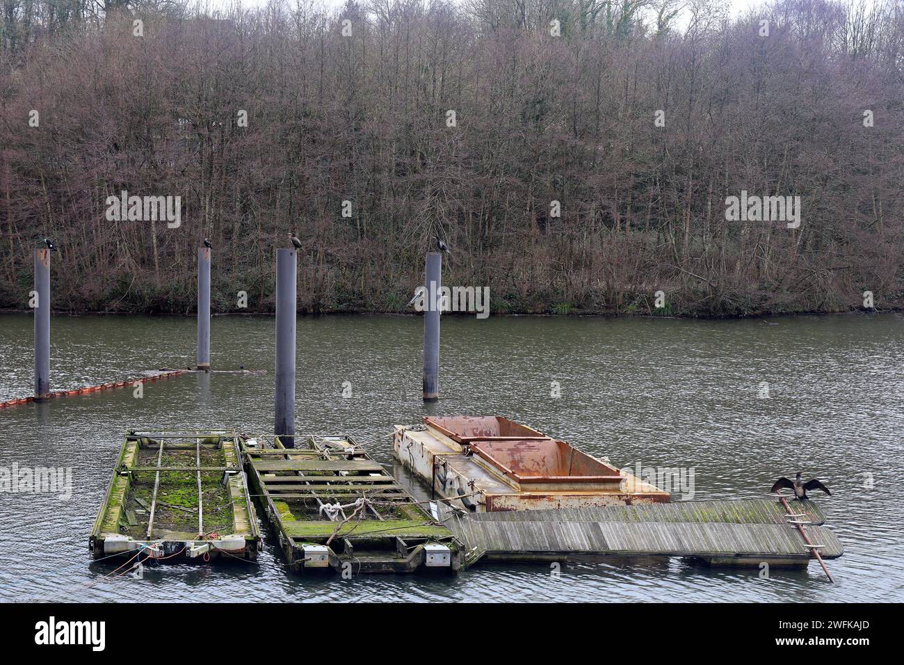 Five cormorants on posts and on decking, with derelict barges, river ...