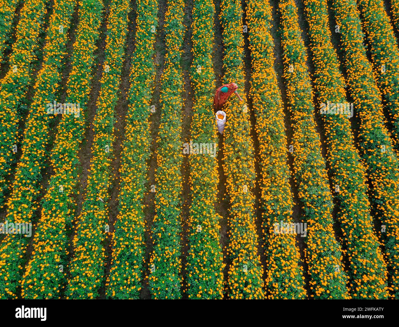 Gadkhali jessore bangladesh hi-res stock photography and images - Alamy