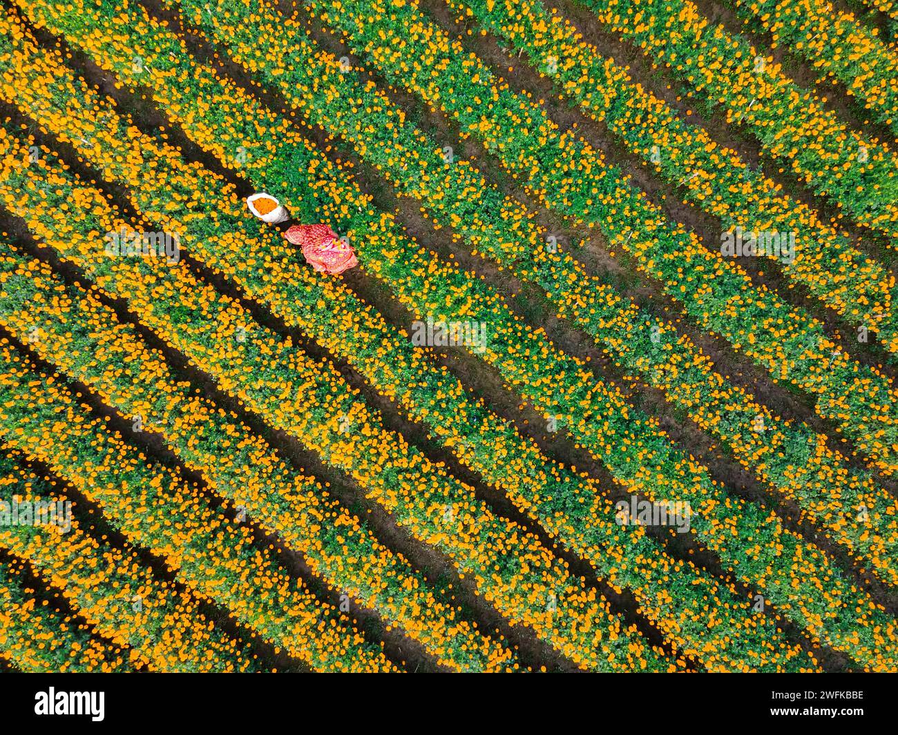 Marigold flowers at a flower garden in Jhikargacha upazila of Godkhali ...