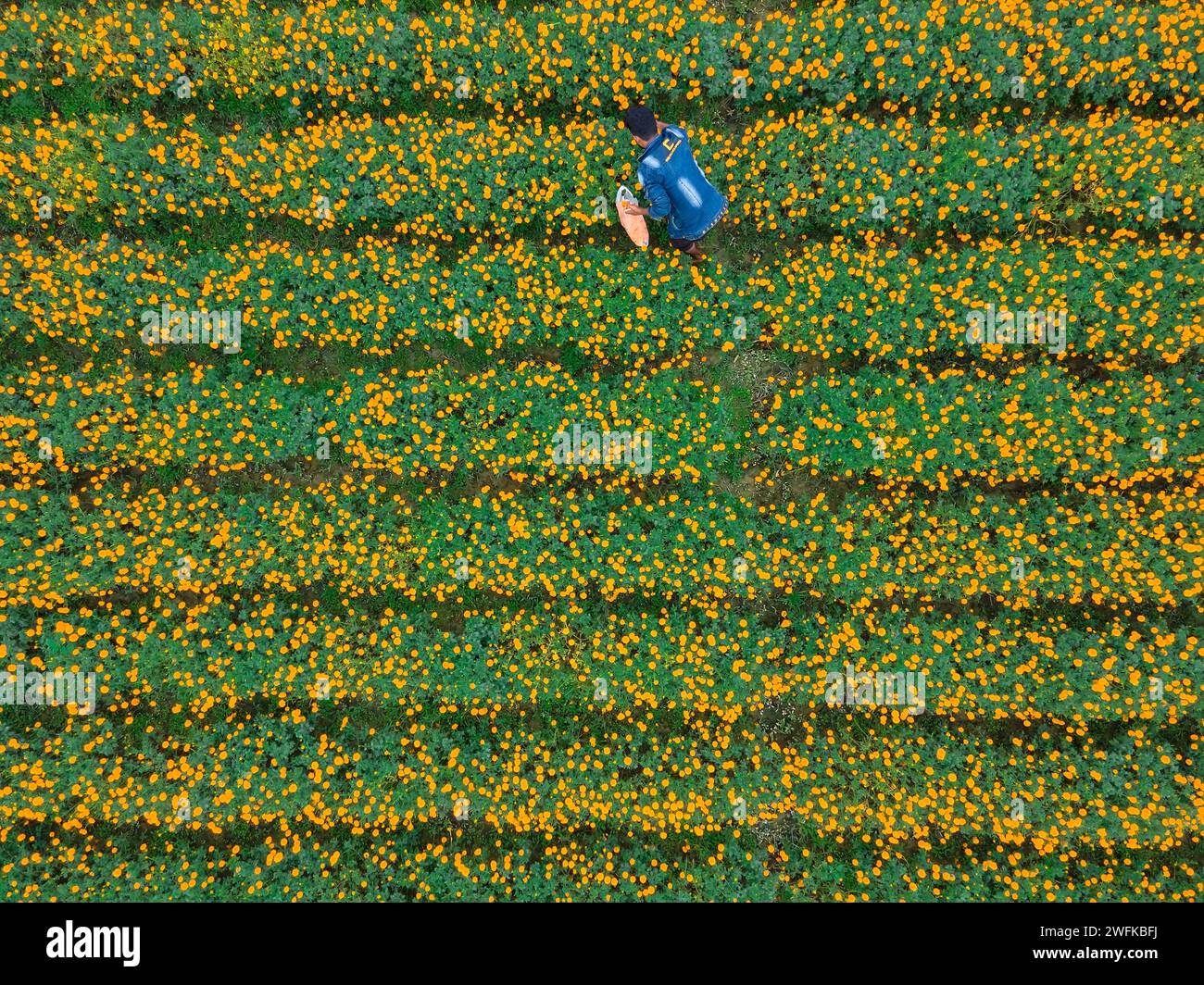 Gadkhali jessore bangladesh hi-res stock photography and images - Alamy