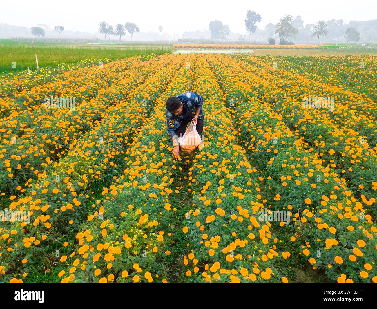 Marigold flowers at a flower garden in Jhikargacha upazila of Godkhali ...