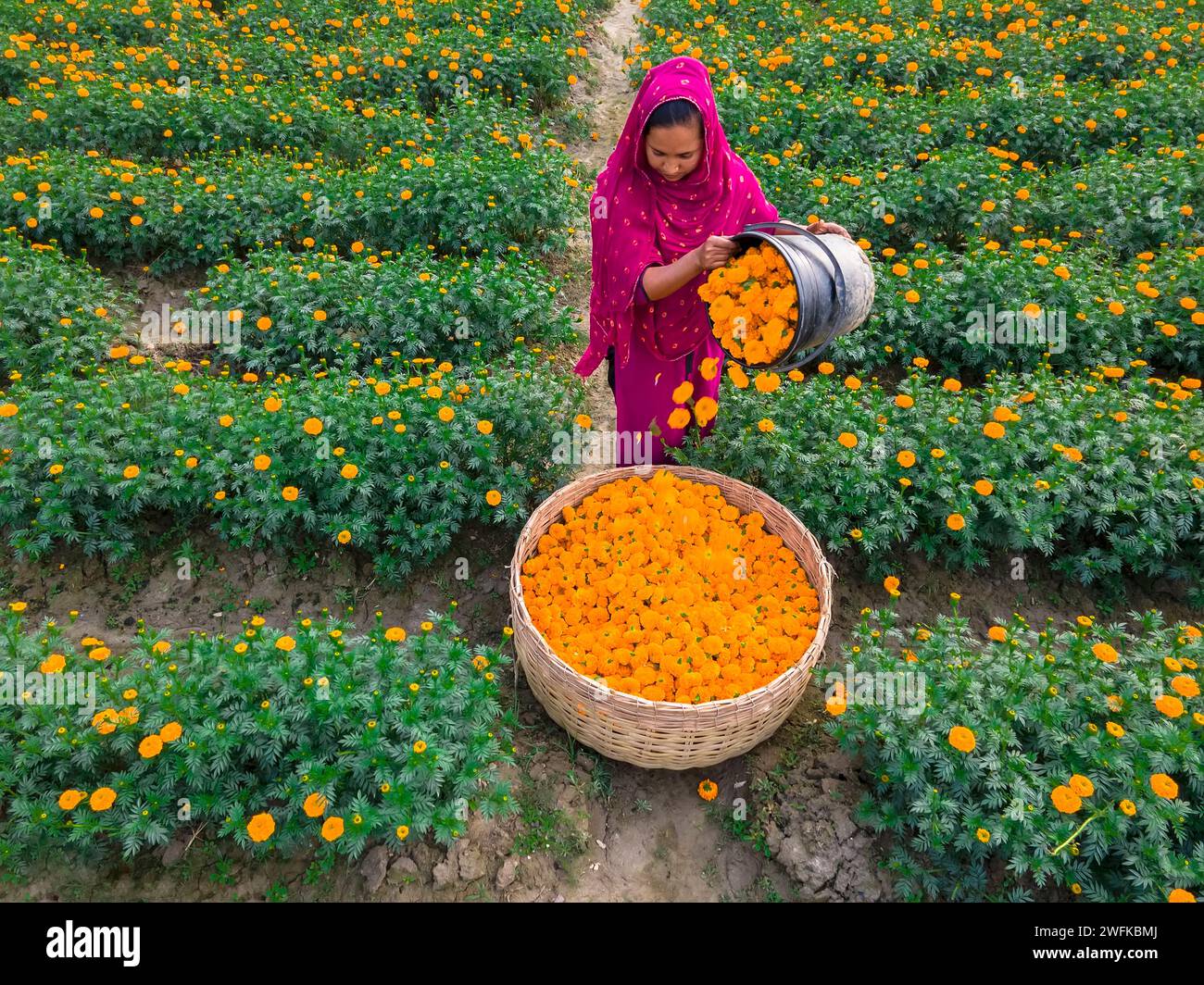Bangladeshi flower hi-res stock photography and images - Alamy