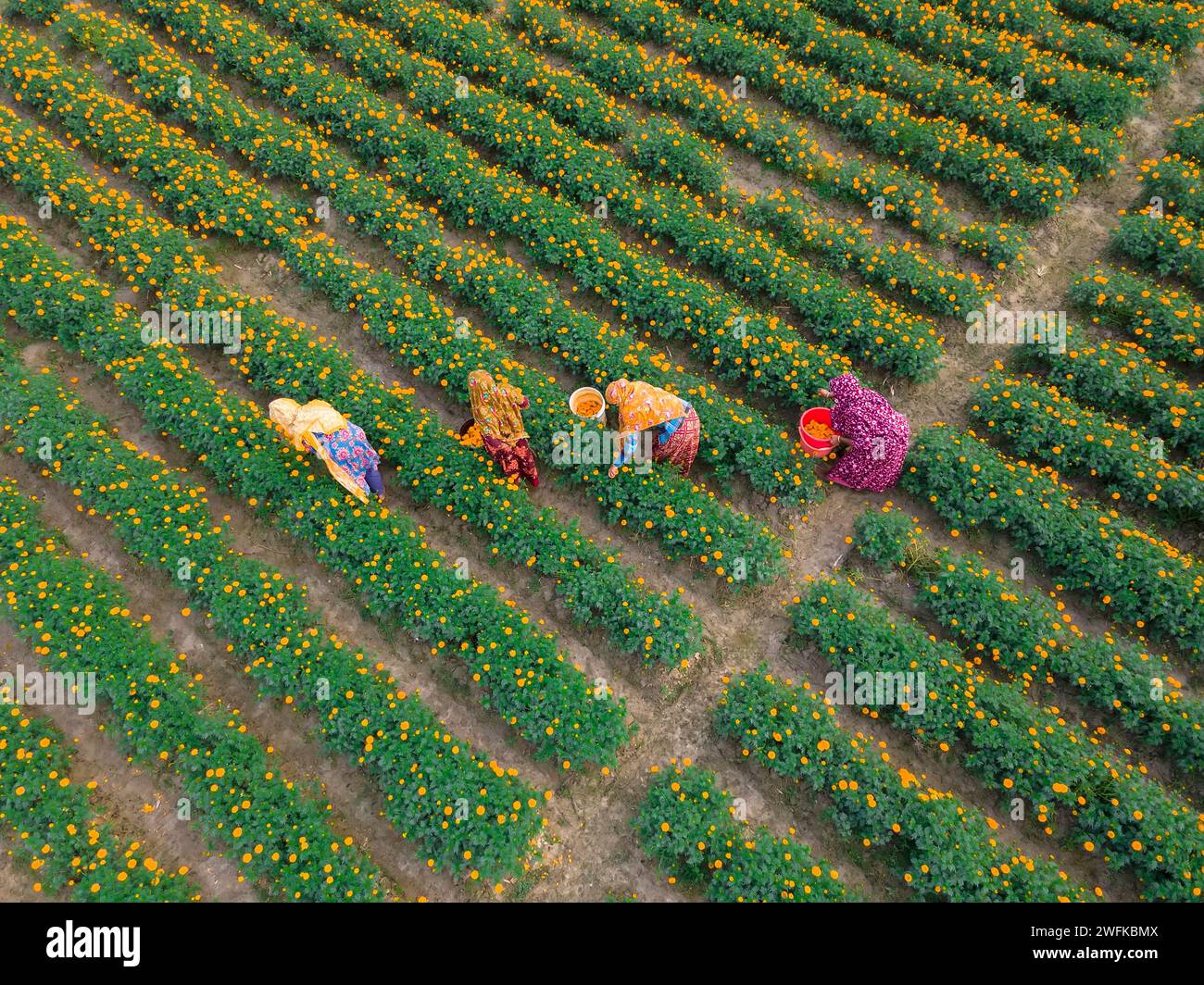 Jhikargacha upazila hi-res stock photography and images - Alamy