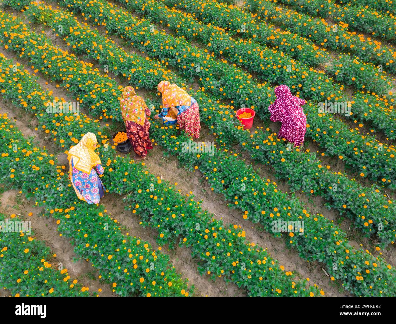 Gadkhali jessore bangladesh hi-res stock photography and images - Alamy