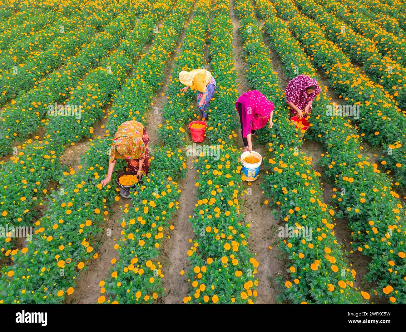 Gadkhali jessore bangladesh hi-res stock photography and images - Alamy