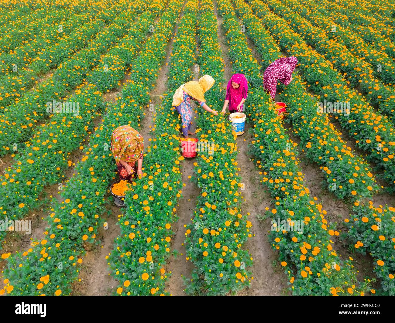 Gadkhali jessore bangladesh hi-res stock photography and images - Alamy