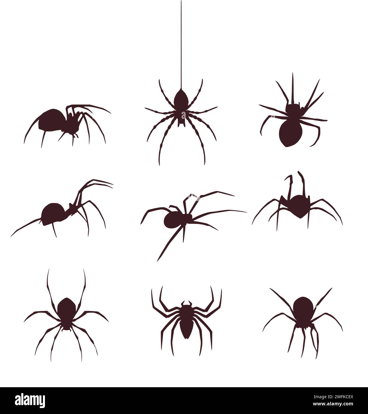 Spider which animal group Stock Vector Images - Alamy