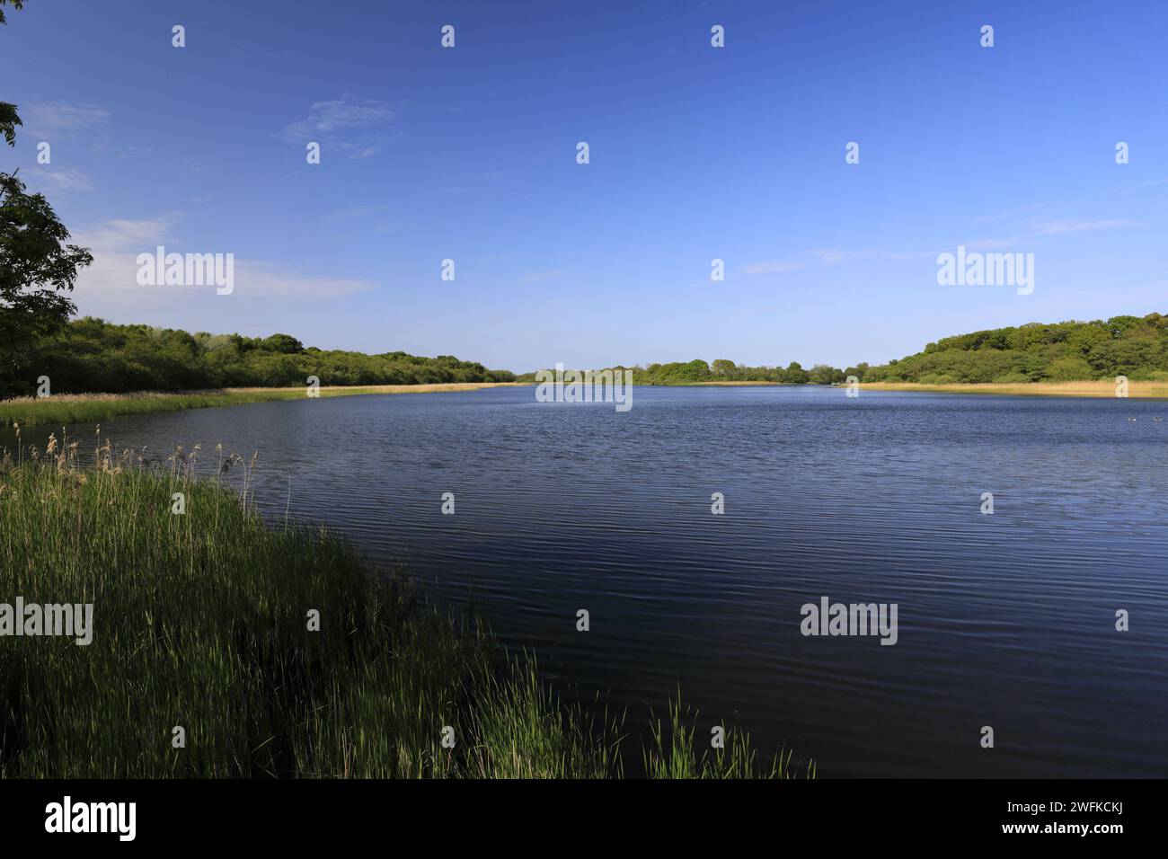Summer view over Filby Broad, Norfolk Broads National Park, England, UK ...