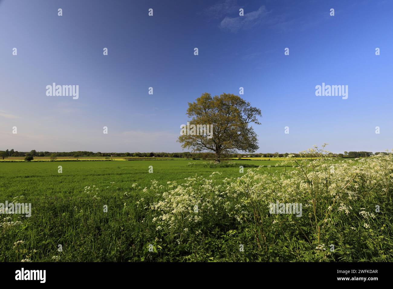 Summer landscape over an Oak tree near Thurne village, Norfolk Broads ...