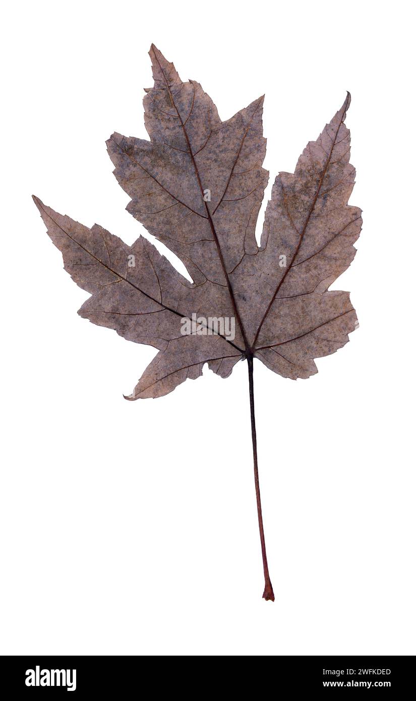 Dried maple leaf isolated on white background Stock Photo - Alamy