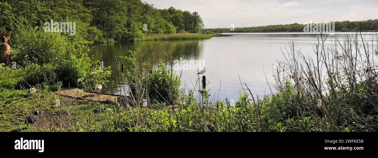 Summer view over Rollesby Broad, Norfolk Broads National Park, England ...