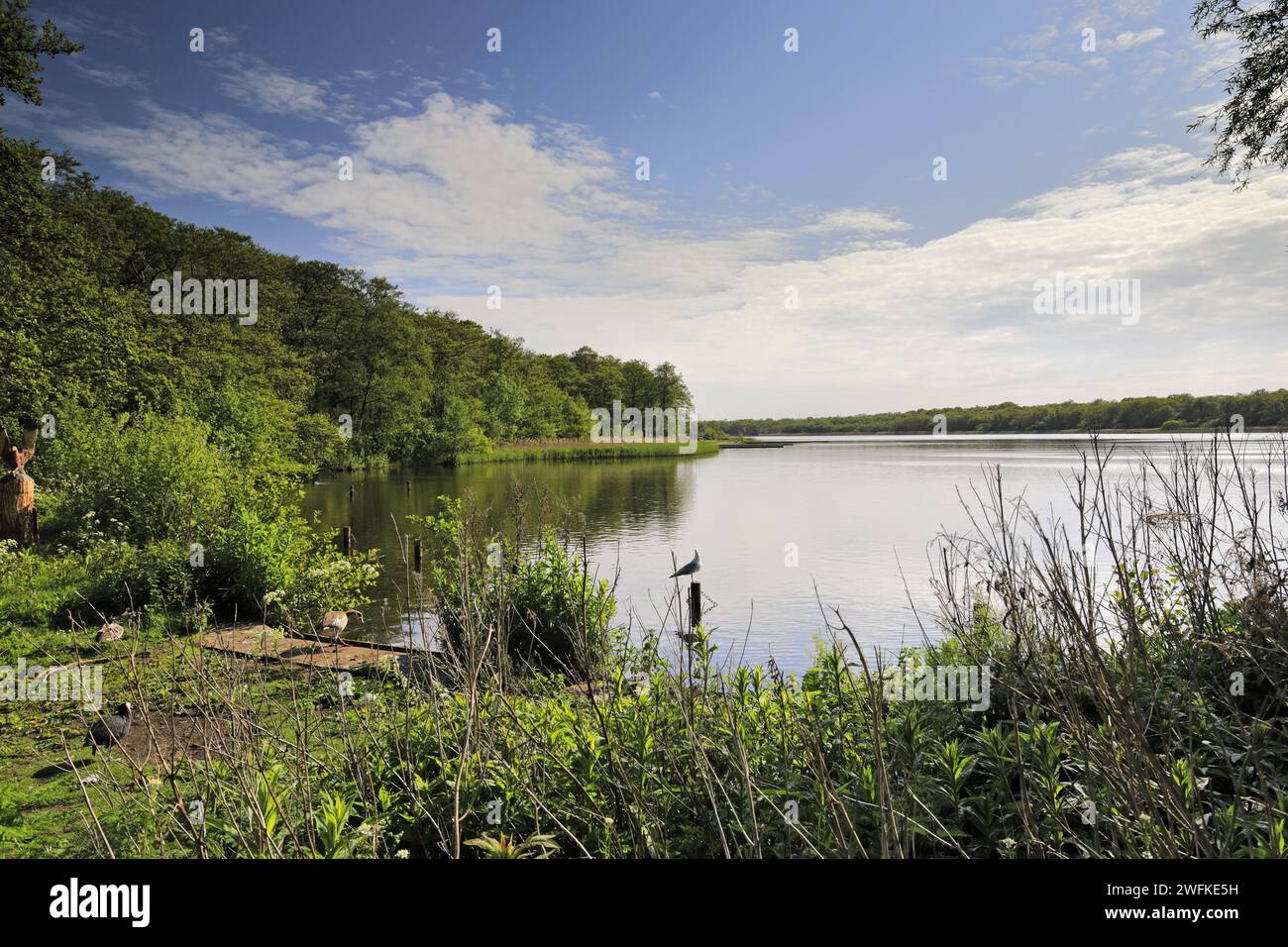 Summer view over Rollesby Broad, Norfolk Broads National Park, England ...
