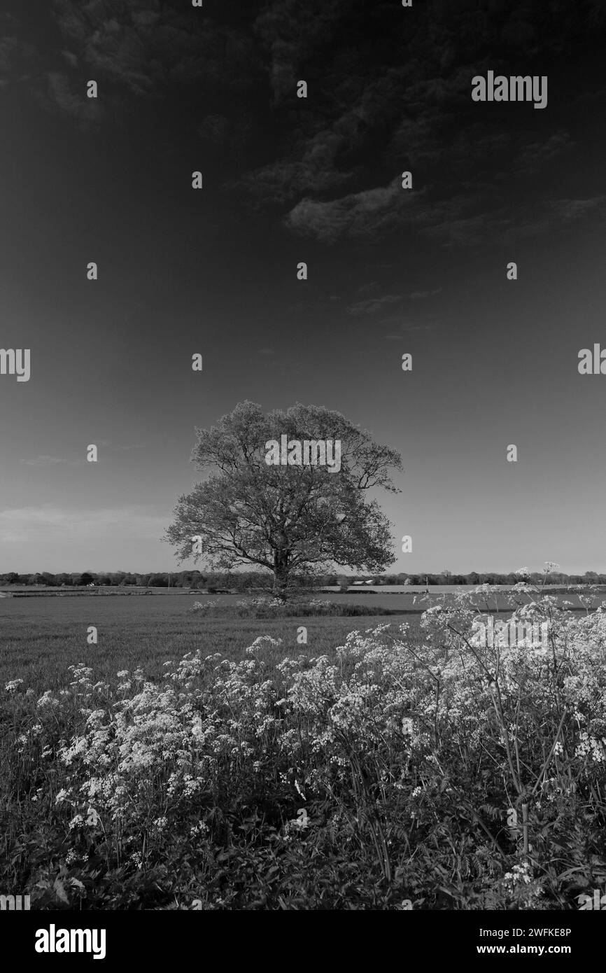 Summer landscape over an Oak tree near Thurne village, Norfolk Broads ...