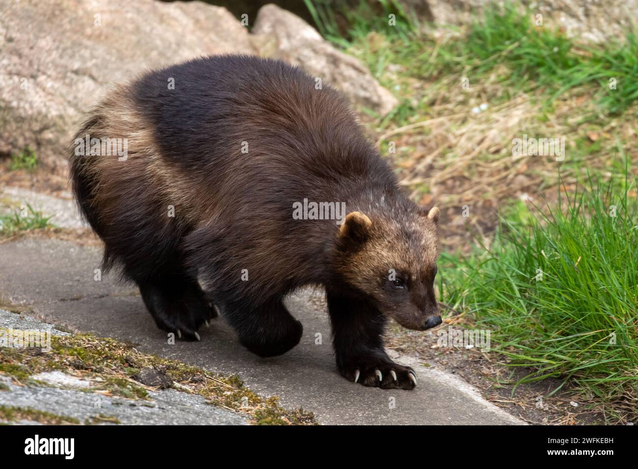 Wolverine claws hi-res stock photography and images - Alamy