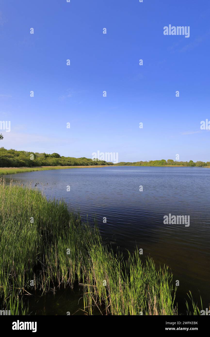 Summer view over Filby Broad, Norfolk Broads National Park, England, UK ...
