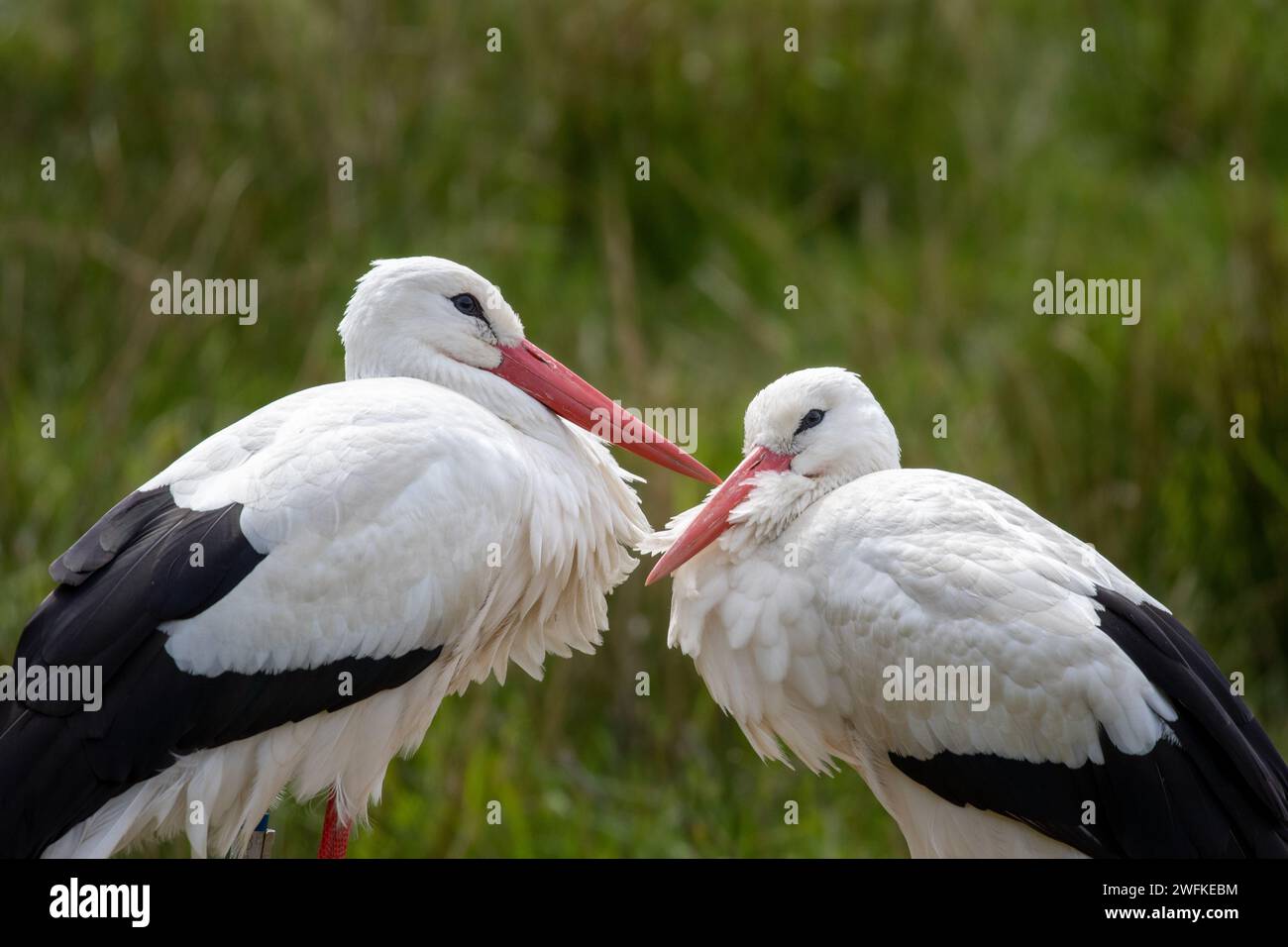 Wildlife facing each other hi-res stock photography and images - Alamy