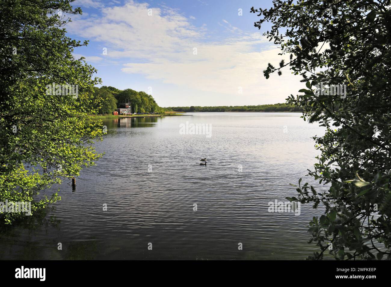 Summer view over Rollesby Broad, Norfolk Broads National Park, England ...