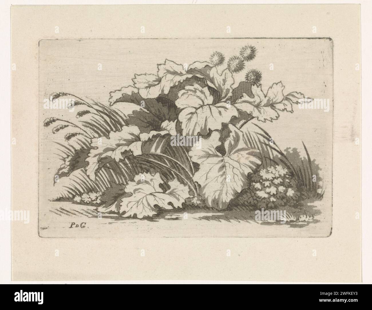 Group Bermplants, Pieter de Goeje, 1789 - 1859 print A group of ...