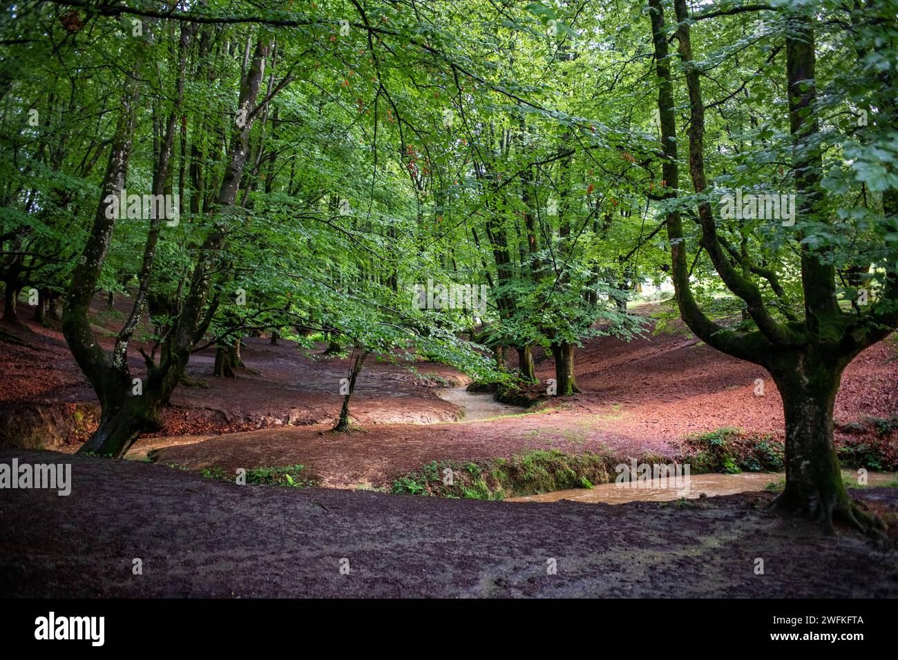 Landscape leafy beech forest in Urkiola natural park Urkiolagirre ...