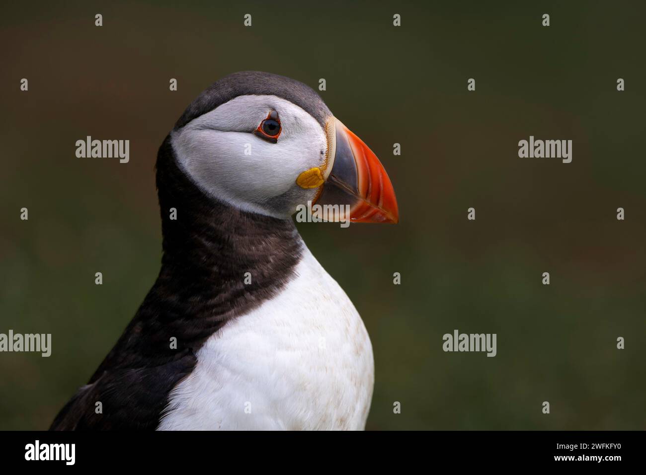 An Atlantic puffin striking a good pose as it looks forward exposing it ...