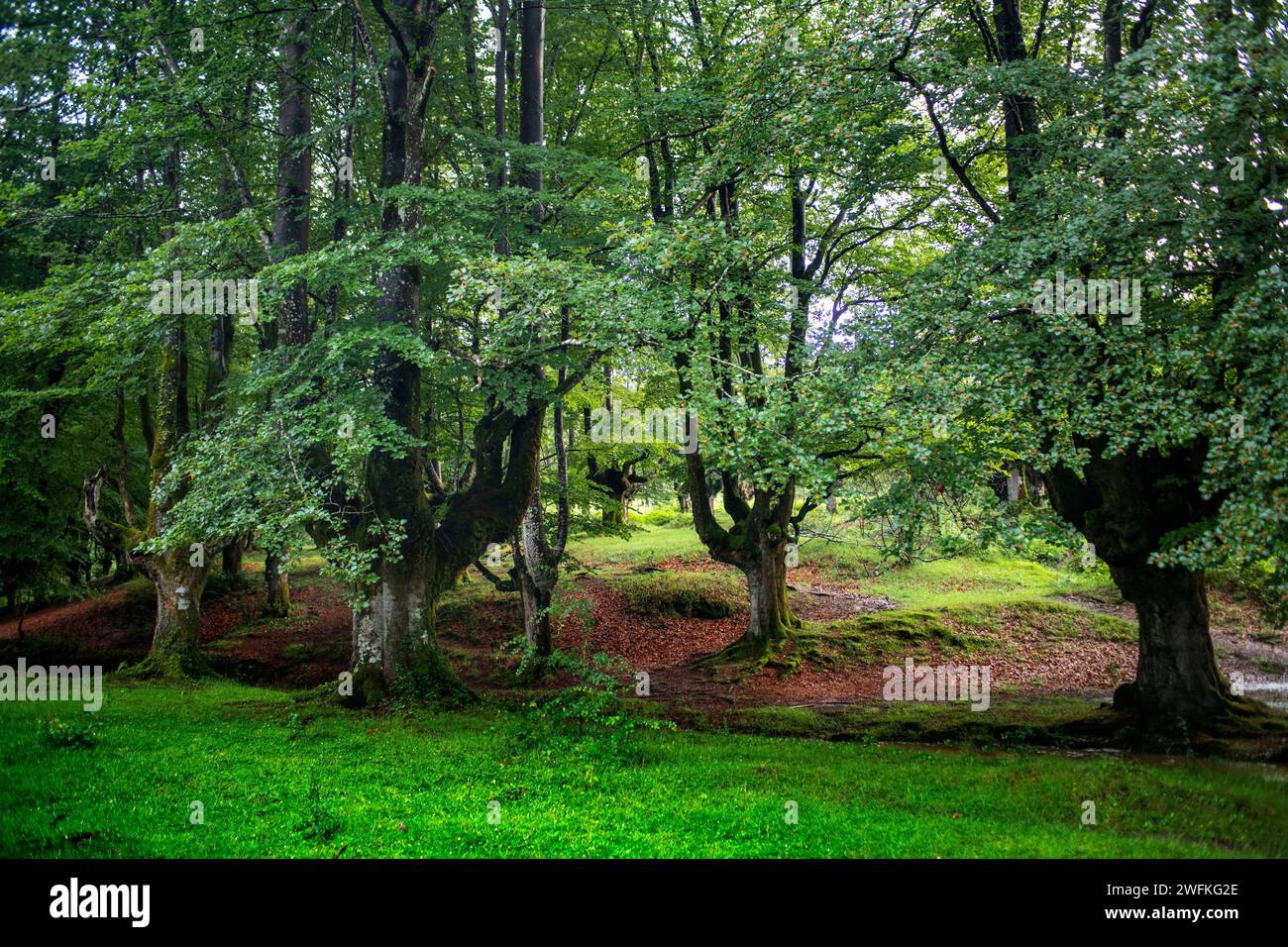 Landscape leafy beech forest in Urkiola natural park Urkiolagirre ...